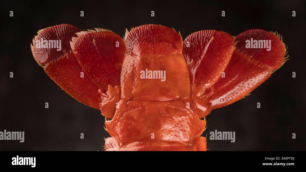 Uropods red hi-res stock photography and images - Alamy