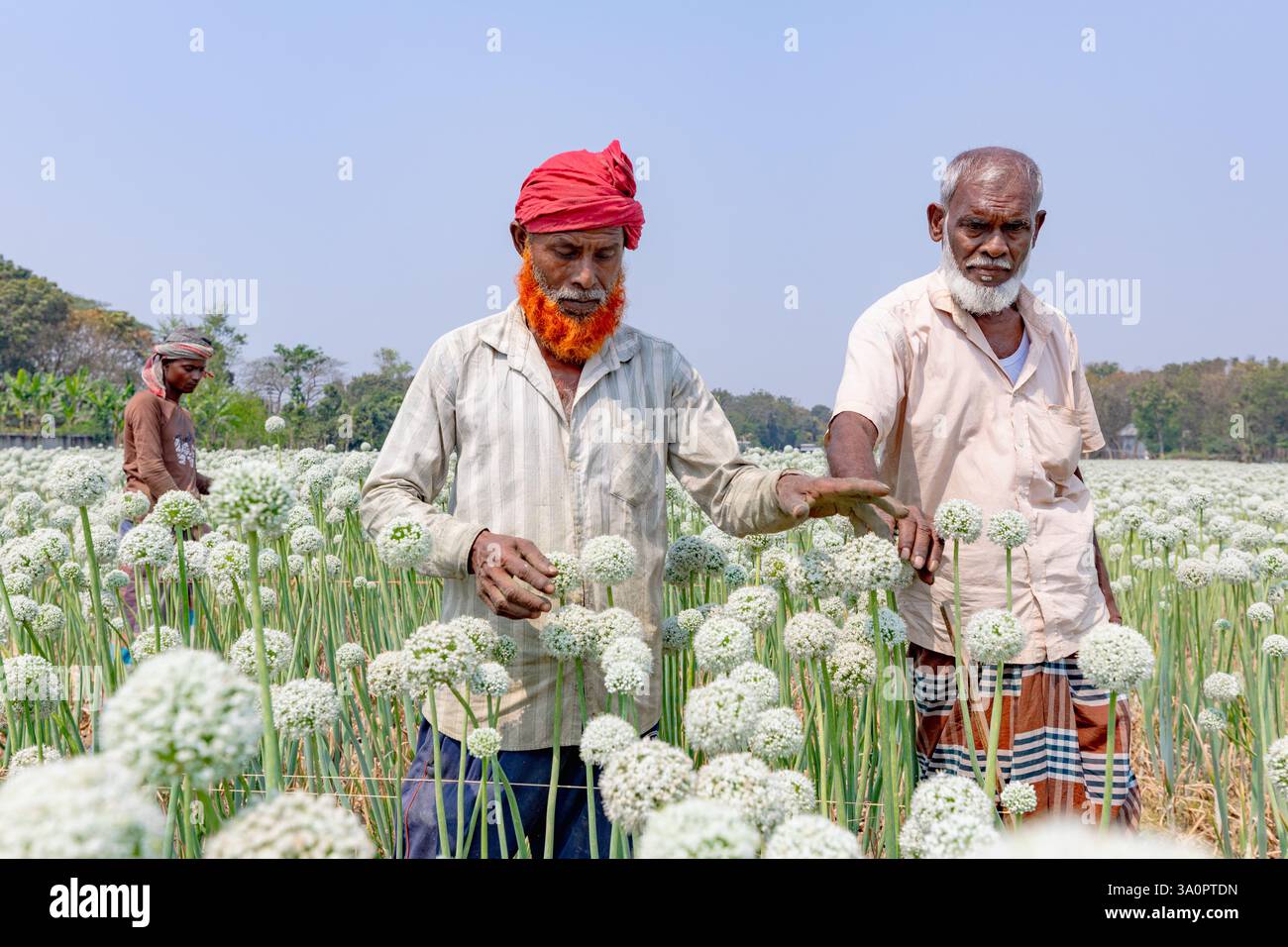 Farmers fetch profit from seed onion farming in Bangladesh Stock Photo ...