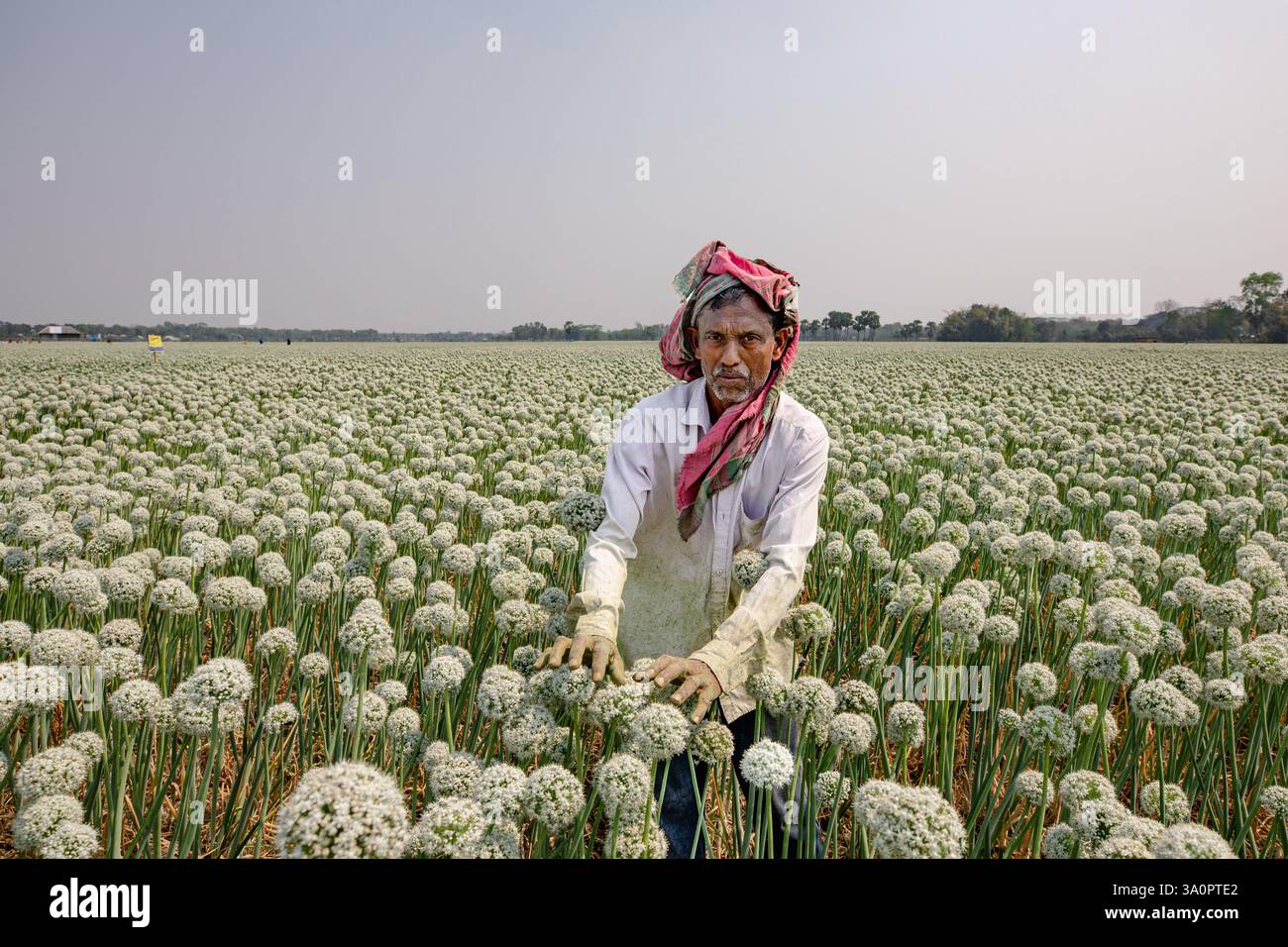 Farmers fetch profit from seed onion farming in Bangladesh Stock Photo ...