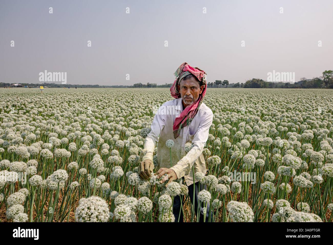 Farmers fetch profit from seed onion farming in Bangladesh Stock Photo ...