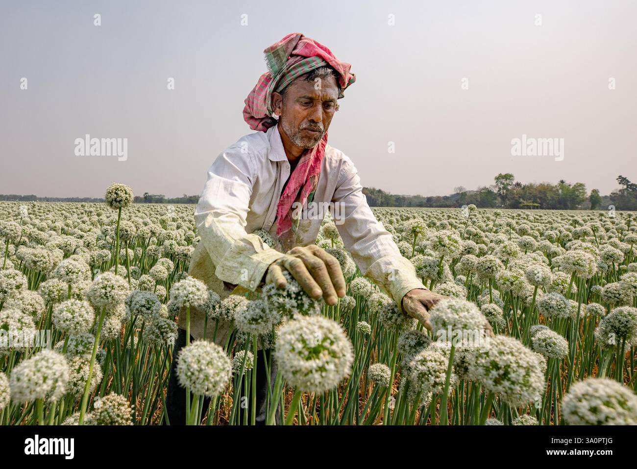 Farmers fetch profit from seed onion farming in Bangladesh Stock Photo ...
