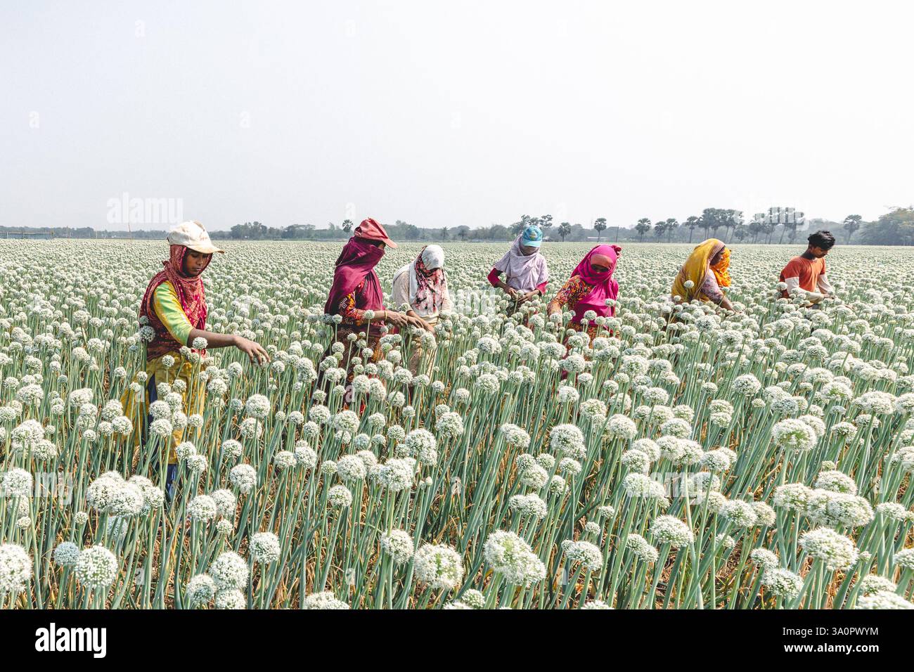 Farmers fetch profit from seed onion farming in Bangladesh Stock Photo ...