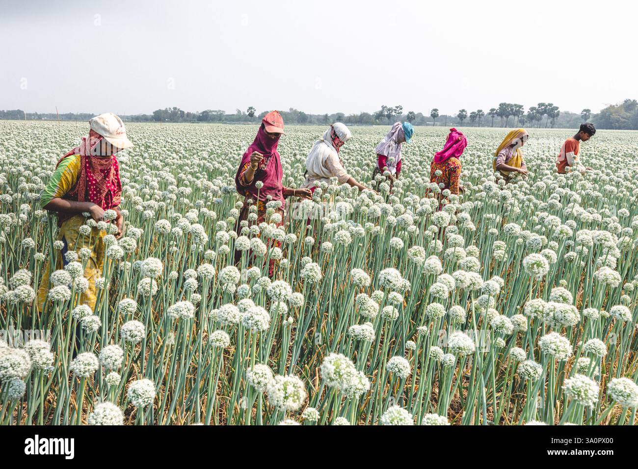 Farmers fetch profit from seed onion farming in Bangladesh Stock Photo ...