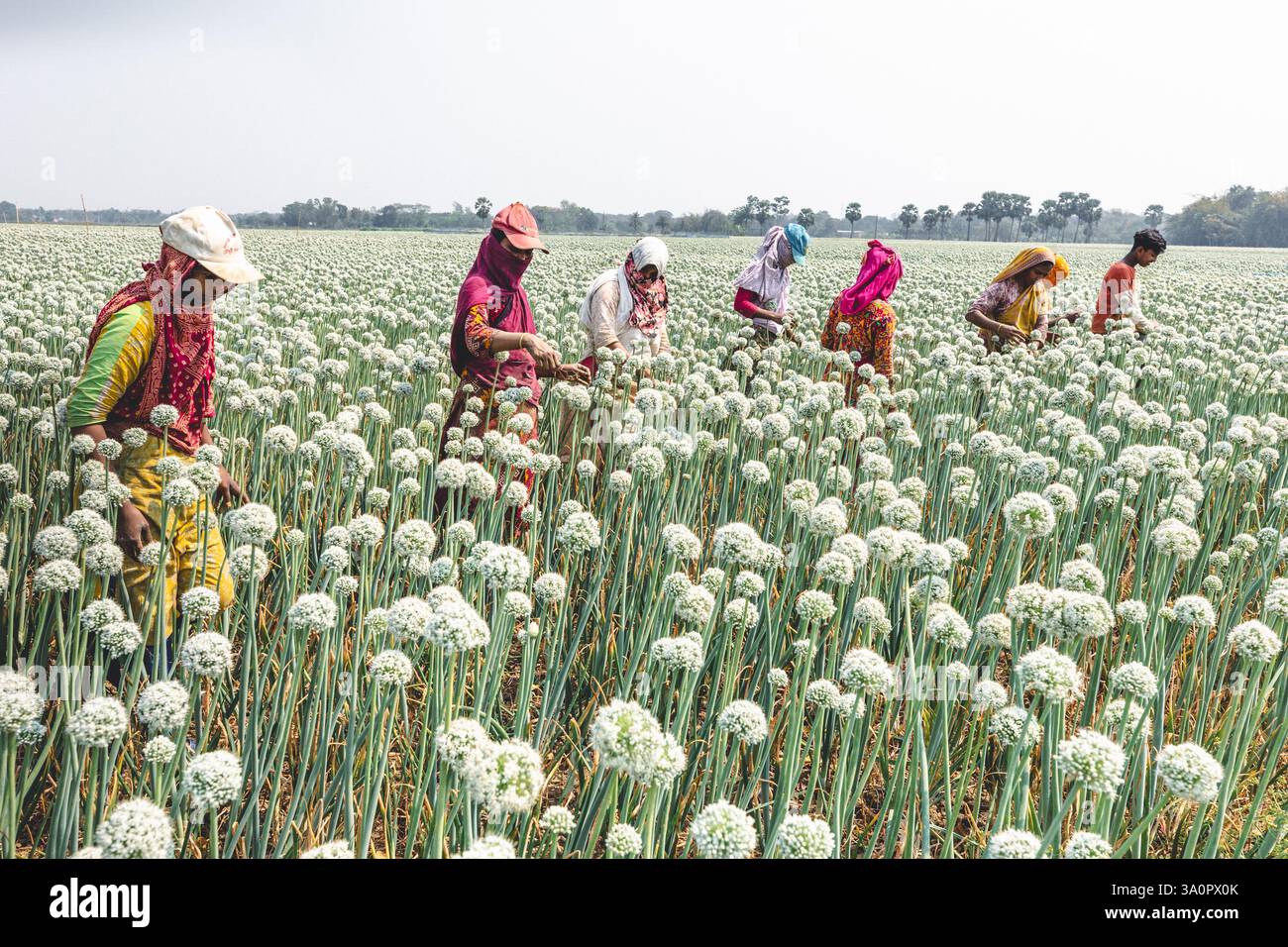 Farmers fetch profit from seed onion farming in Bangladesh Stock Photo ...