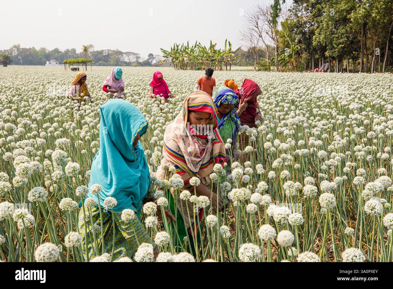 Farmers fetch profit from seed onion farming in Bangladesh Stock Photo ...