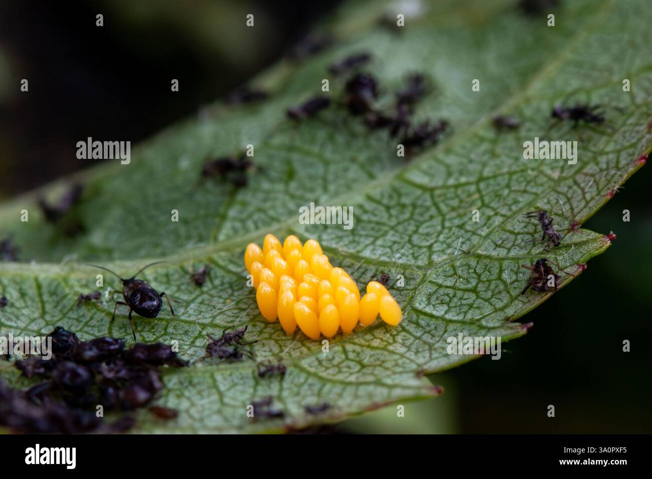 Yellow ladybird eggs surrounded by black aphids on the underside of a nettle leaf in Spring ...