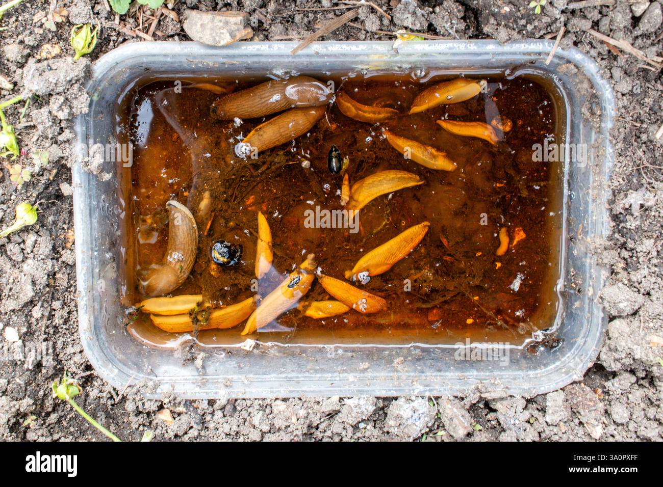 Dead slugs in a homemade beer slug trap. Concept: garden pests. England ...