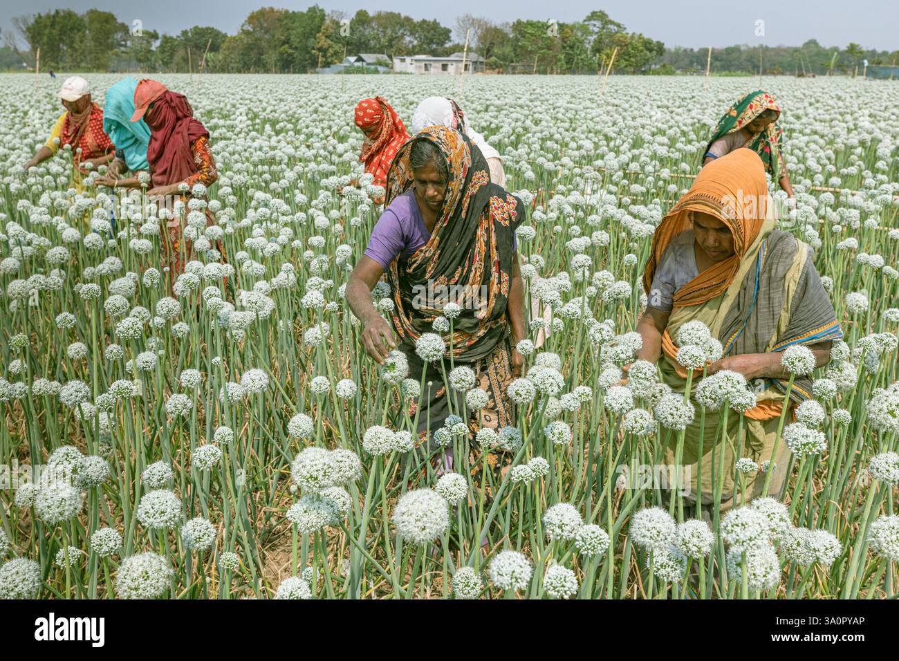 Farmers fetch profit from seed onion farming in Bangladesh Stock Photo ...