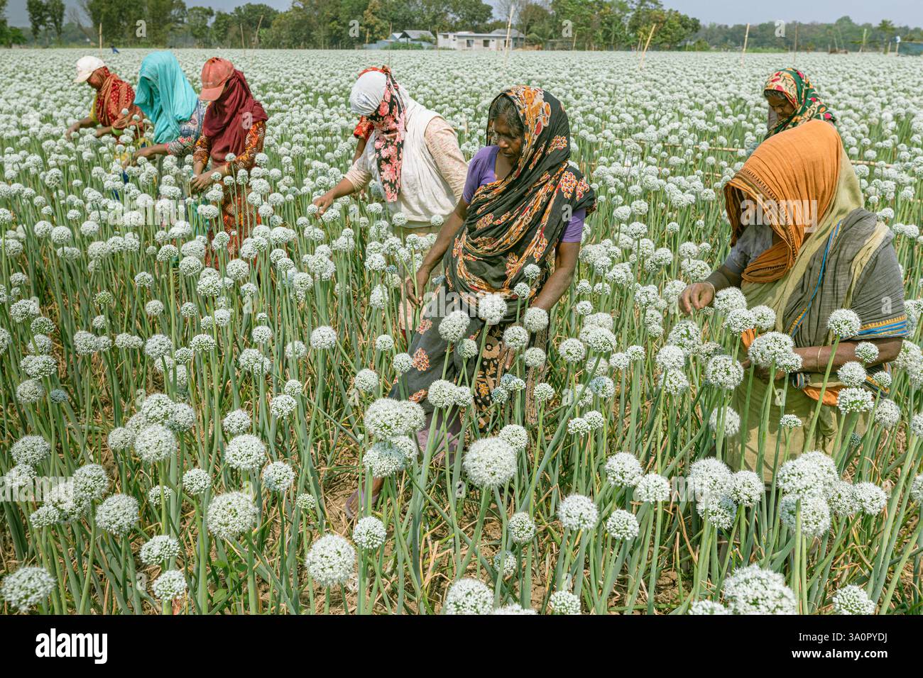 Farmers fetch profit from seed onion farming in Bangladesh Stock Photo ...