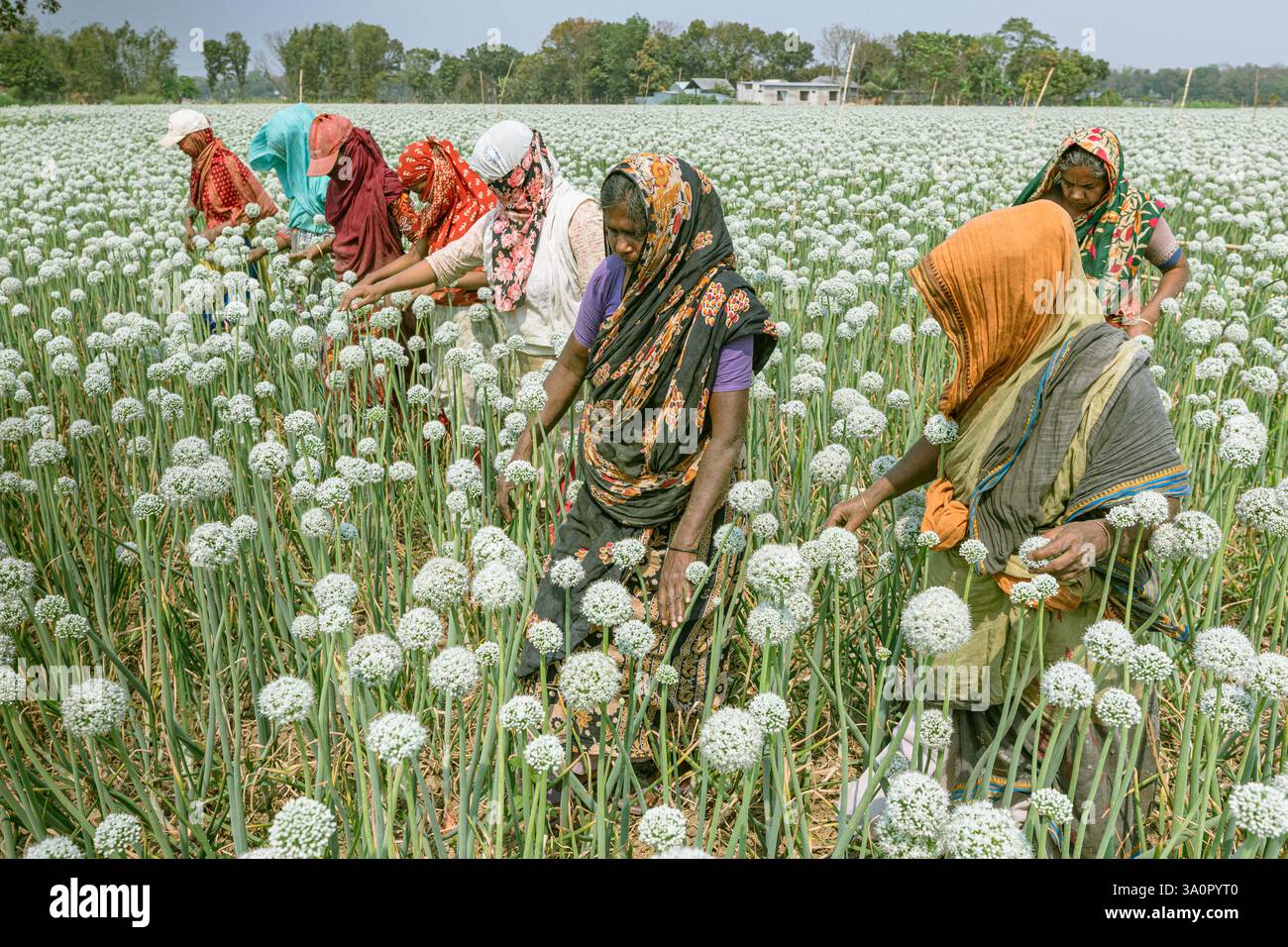Farmers fetch profit from seed onion farming in Bangladesh Stock Photo ...