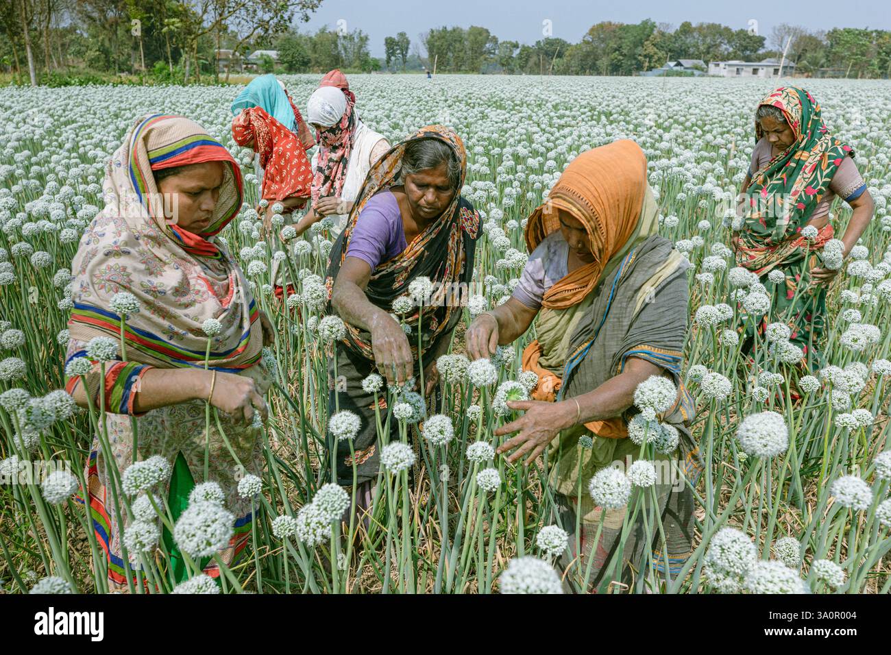 Farmers fetch profit from seed onion farming in Bangladesh Stock Photo ...