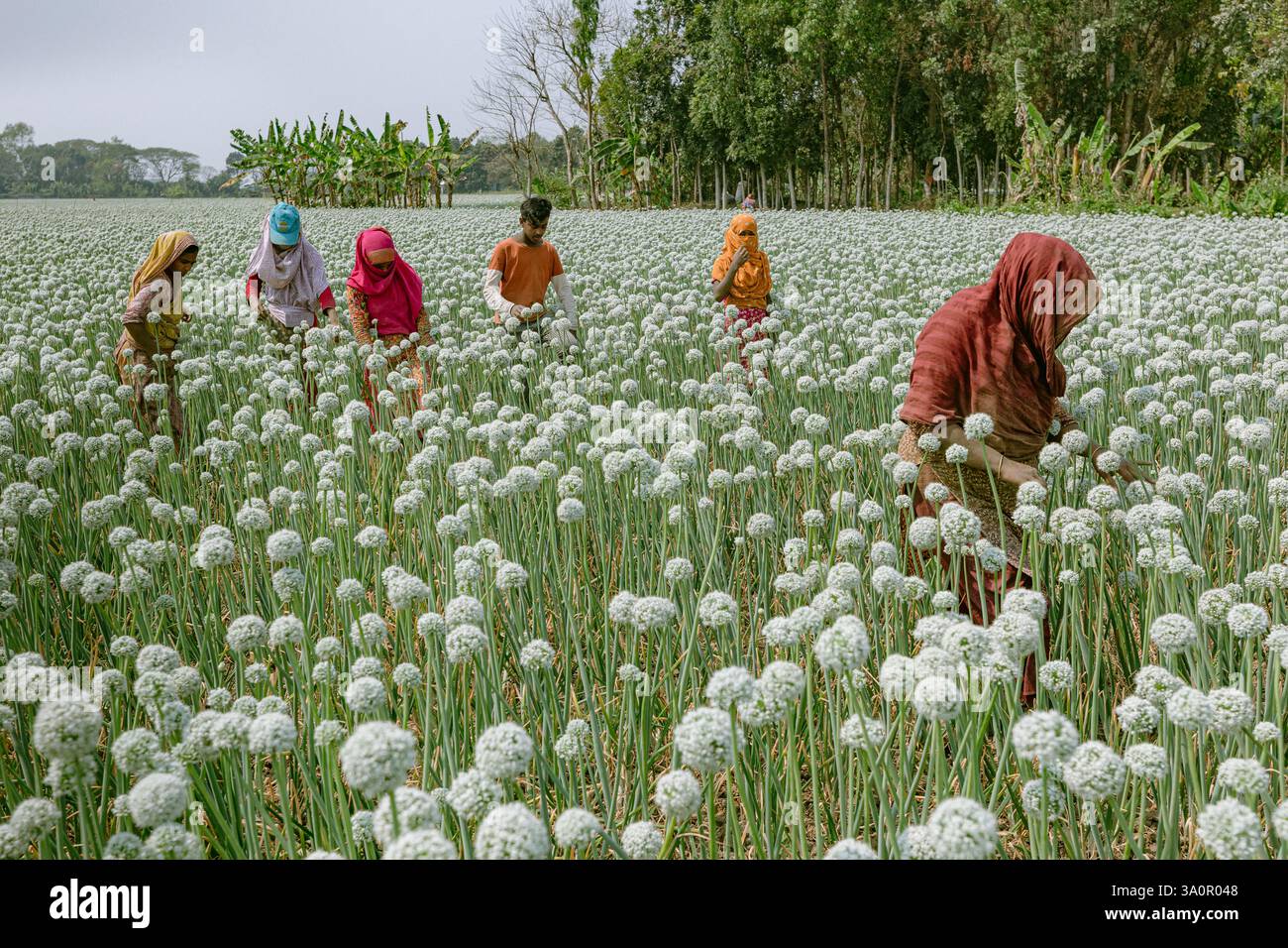 Farmers fetch profit from seed onion farming in Bangladesh Stock Photo ...