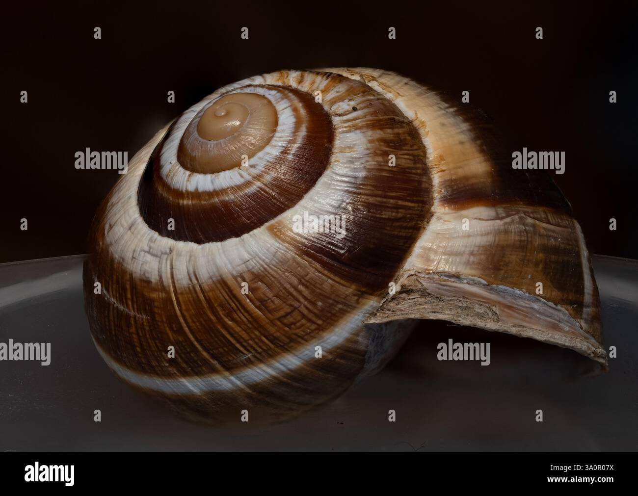 The photo shows a close-up of a snail shell. The spiral structure of ...