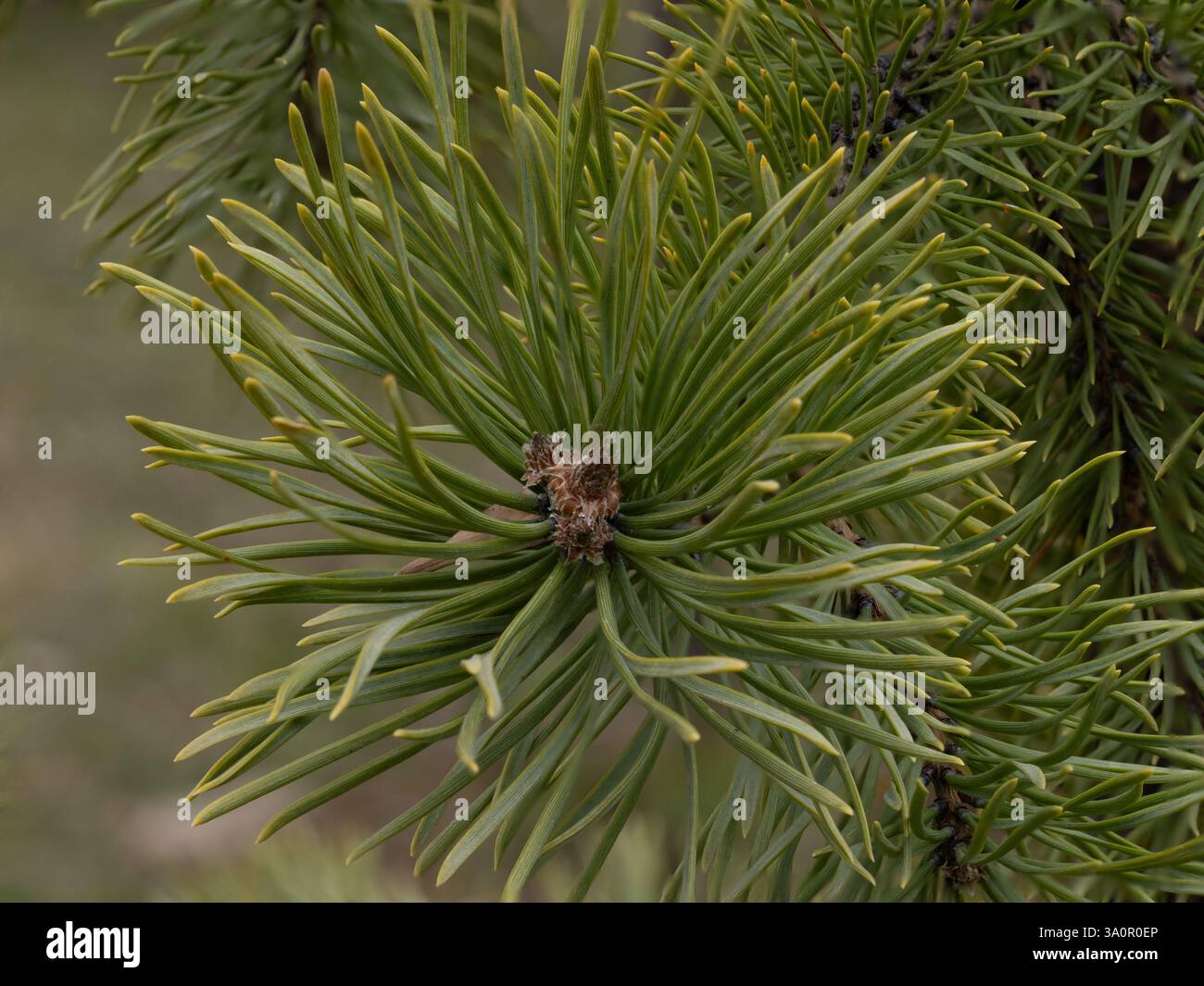 The photo shows a branch of a coniferous tree with long green needles ...