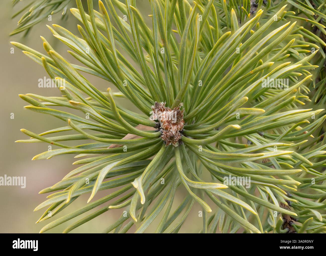 The photo shows a branch of a coniferous tree with long green needles ...