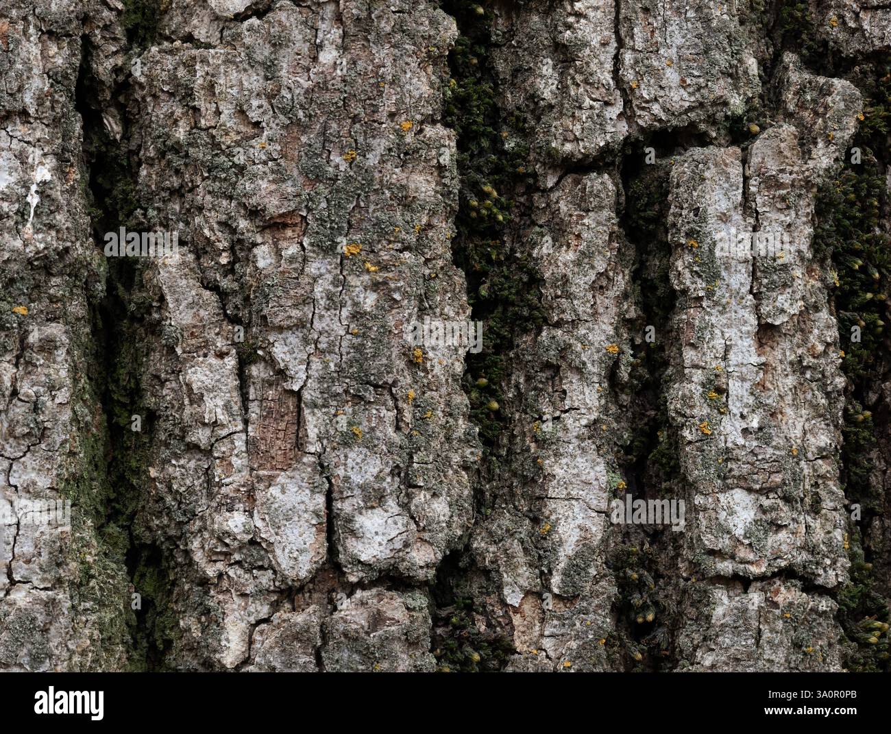 Macro photography of tree bark creates a complex pattern Stock Photo ...