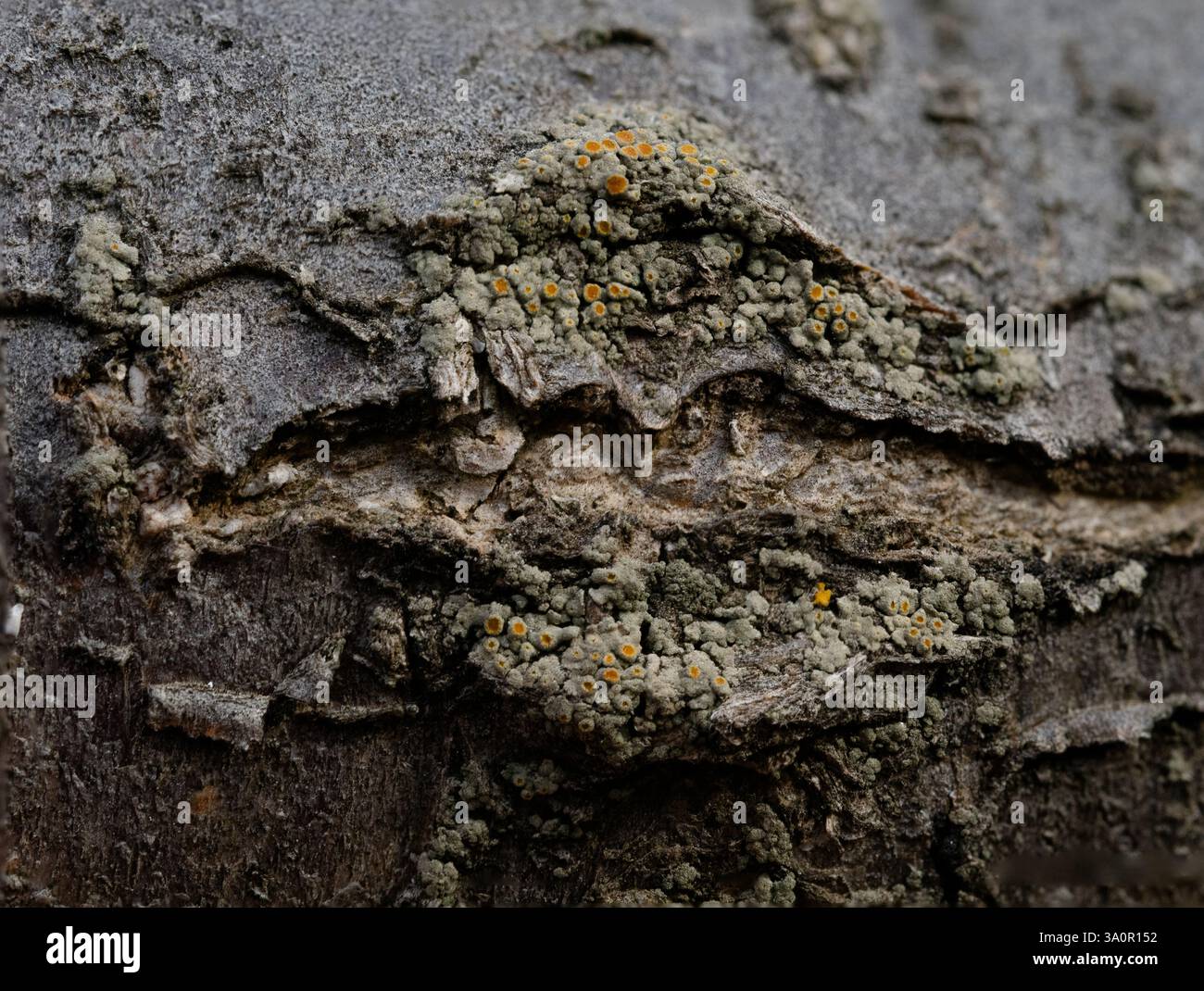 Macro photography of tree bark creates a complex pattern Stock Photo ...