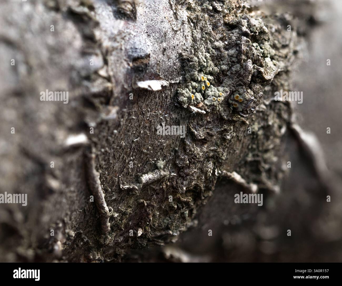 Macro photography of tree bark creates a complex pattern Stock Photo ...