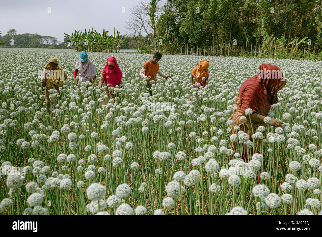 Farmers fetch profit from seed onion farming in Bangladesh Stock Photo ...