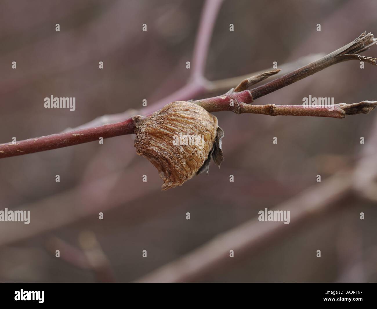 The photograph shows a branch of a bush on which is located the cocoon ...