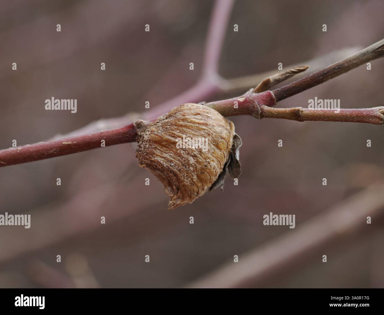 The photograph shows a branch of a bush on which is located the cocoon ...