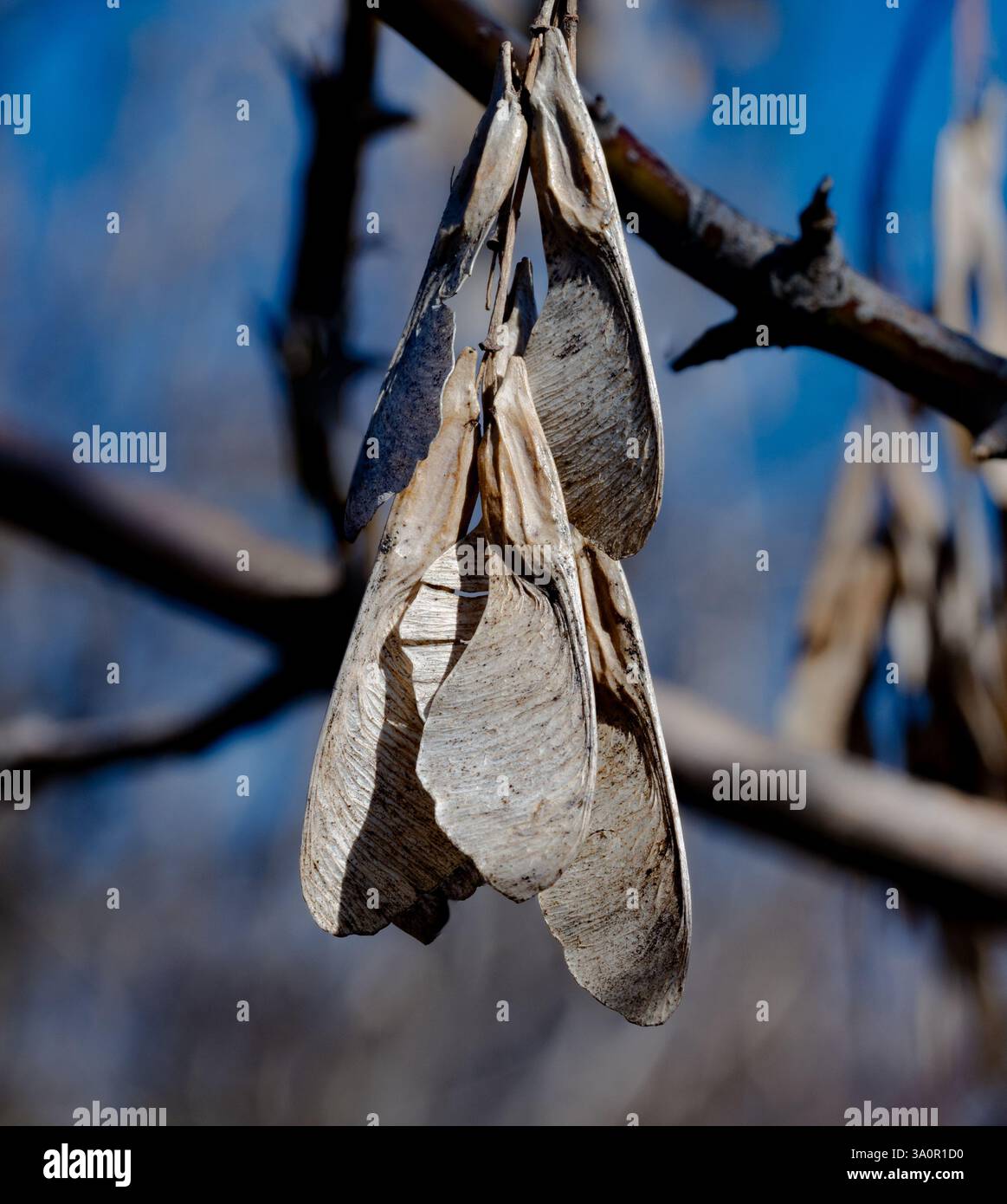 The photo shows maple seeds, also known as samaras or winged seeds ...