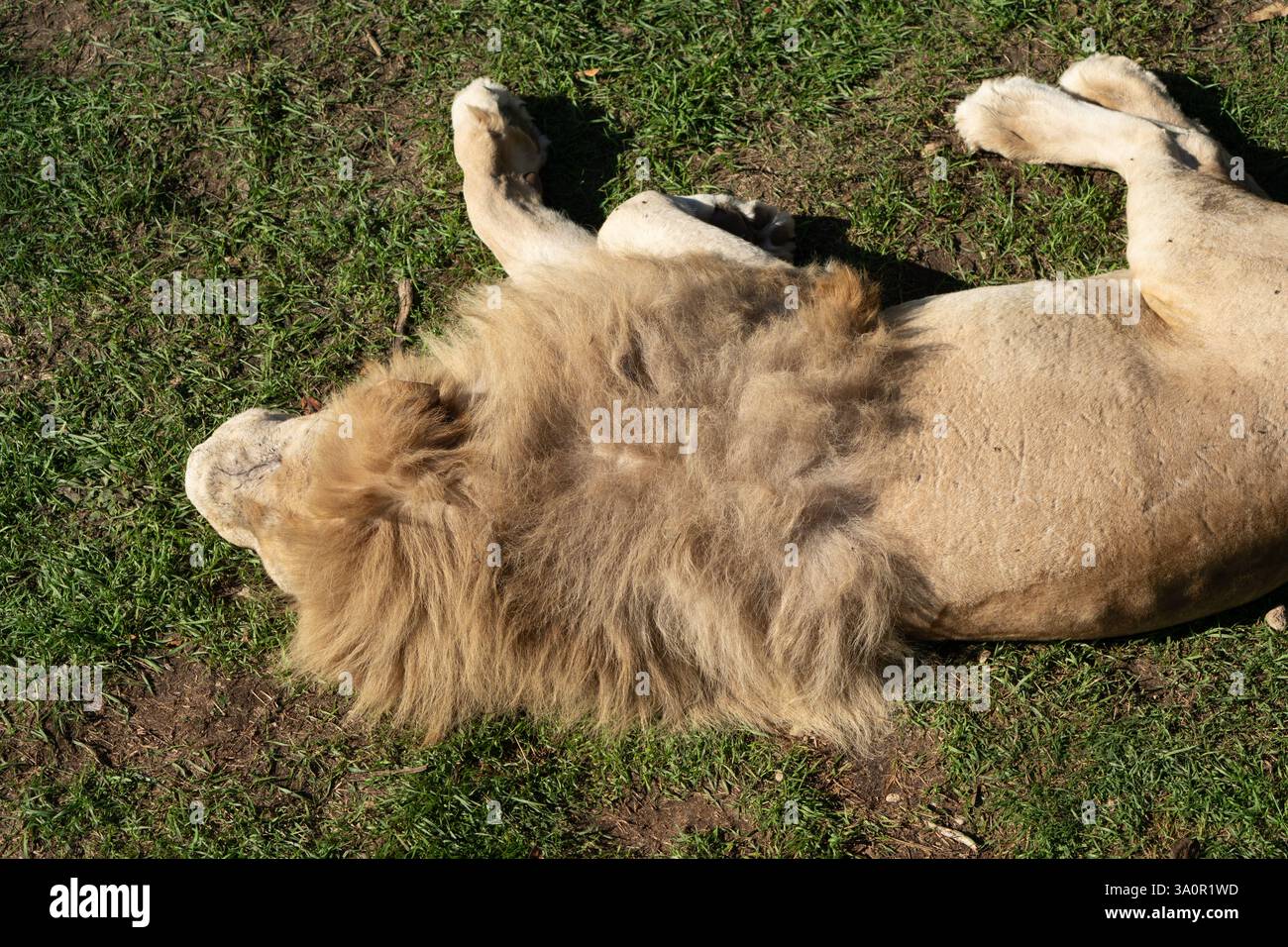 Lion, Grass, Sunbathing: A lion lays on its back in a grassy field, basking in the sun Stock ...