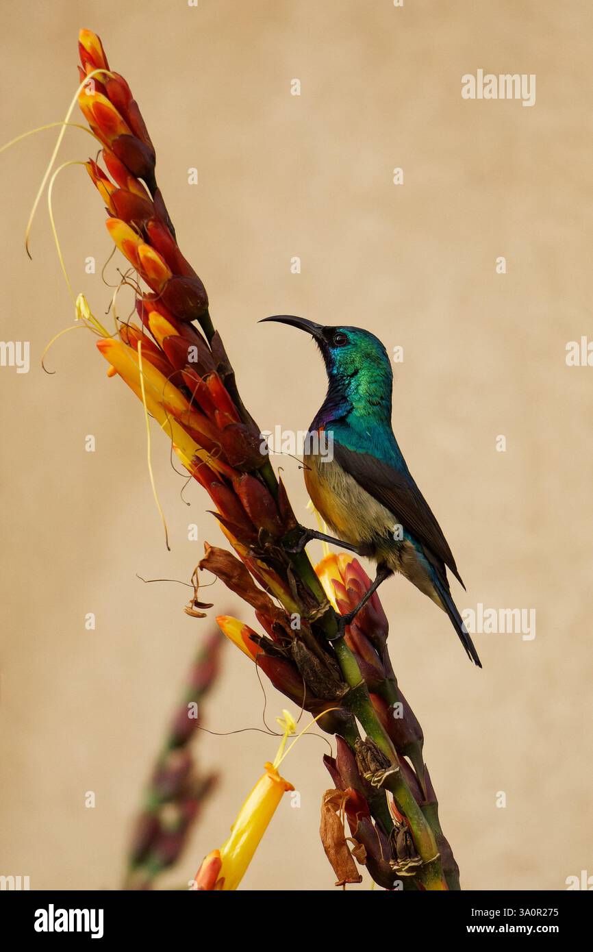 Variable birds hi-res stock photography and images - Alamy