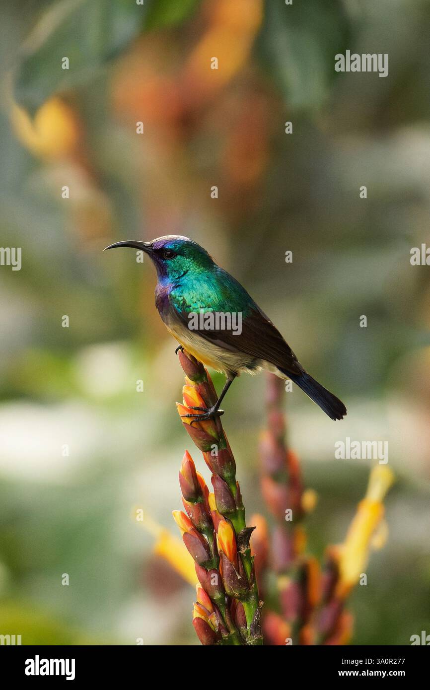 Sunbird birds hi-res stock photography and images - Alamy