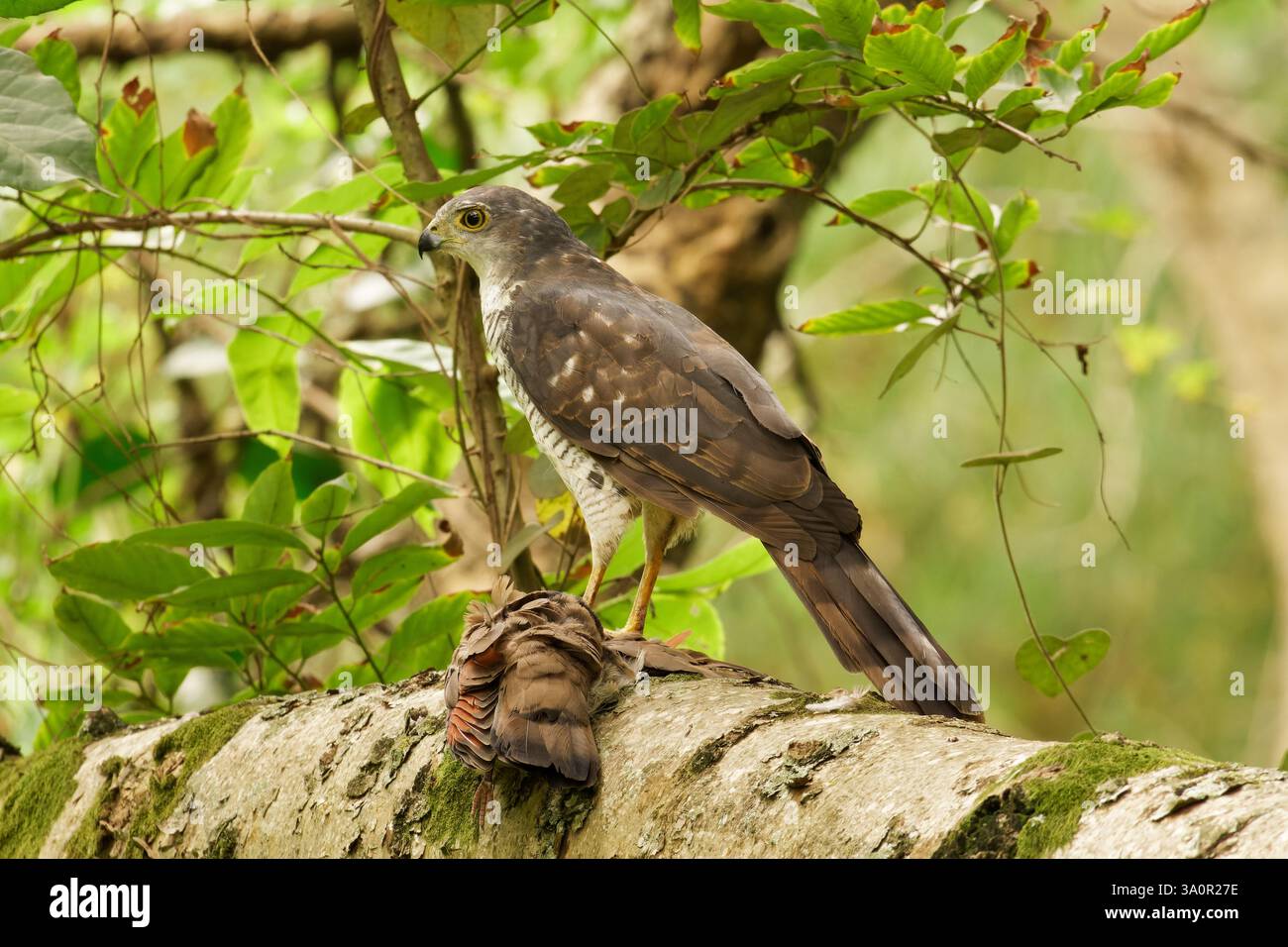African goshawk kill hi-res stock photography and images - Alamy