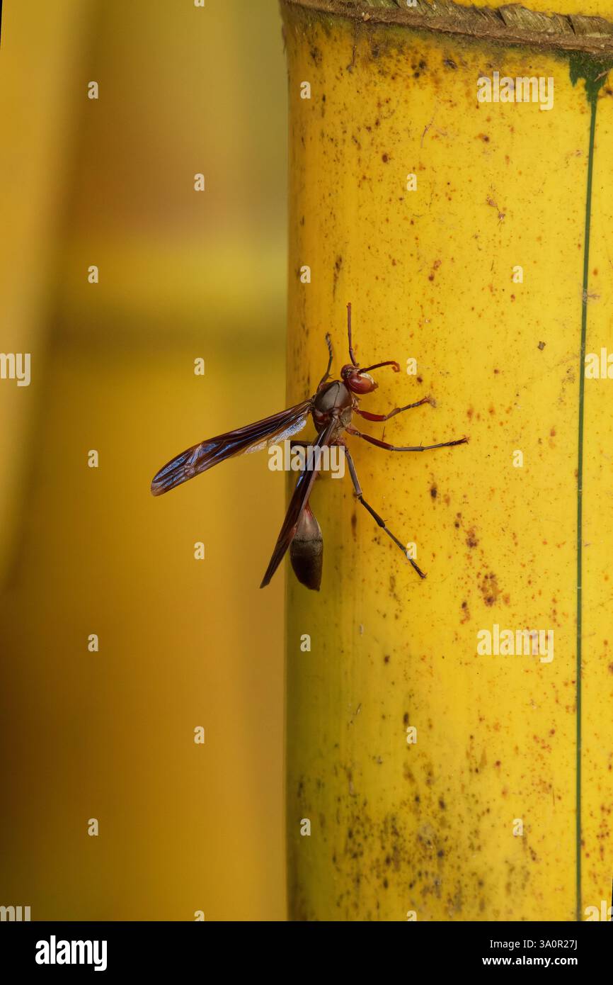 Giant Brown Paper Wasp Stock Photo - Alamy