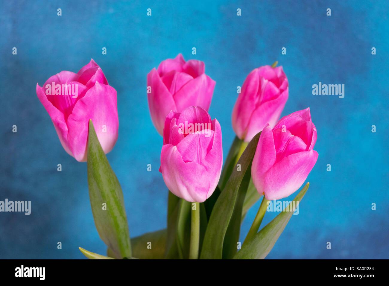 The tenderness of a spring symphony Stock Photo - Alamy