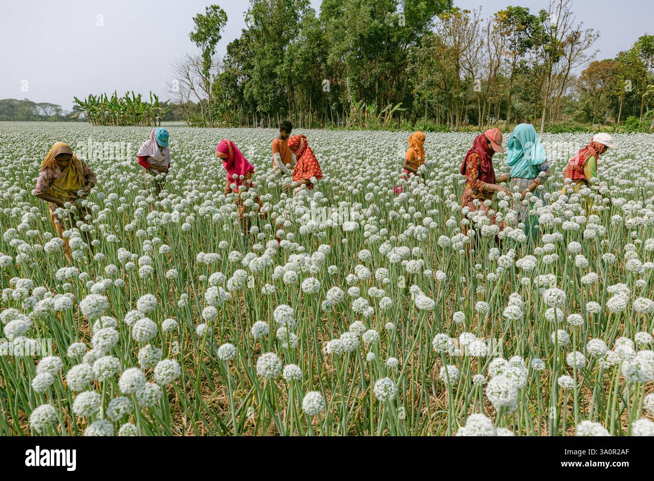 Farmers fetch profit from seed onion farming in Bangladesh Stock Photo ...