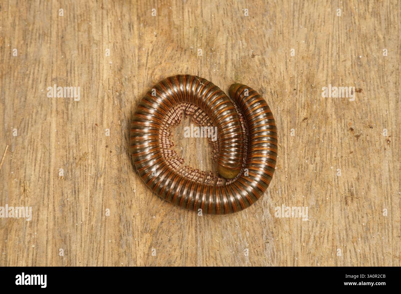 Black diplopoda arthropod hi-res stock photography and images - Alamy