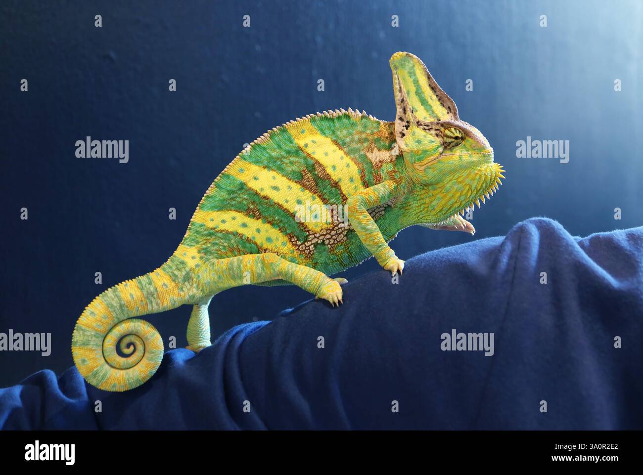 Closeup of a Male Chameleon Crawling on Human's Shoulder Stock Photo ...