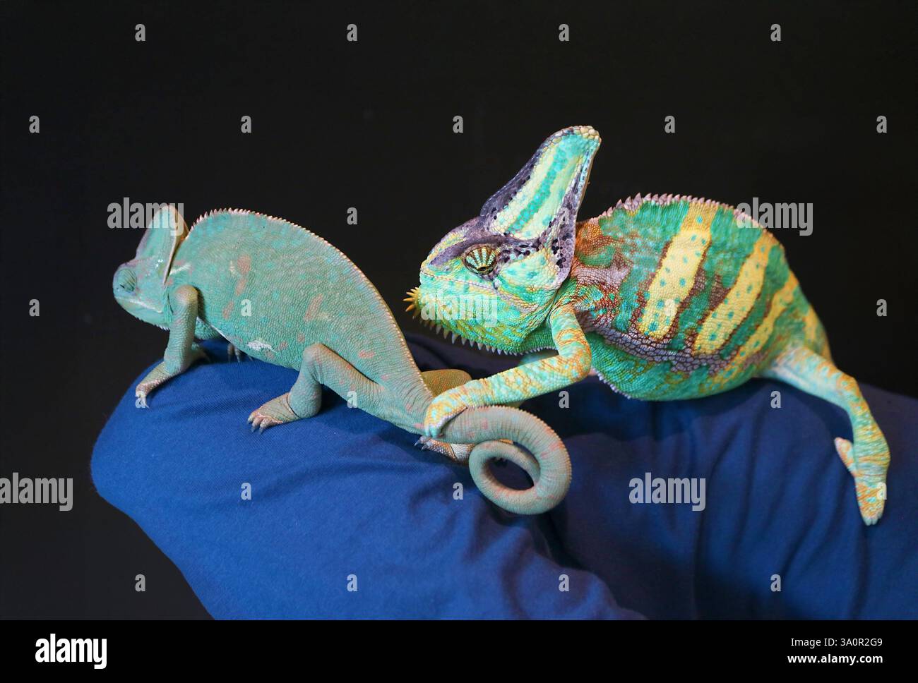 Closeup of Male Chameleon Catching Female's Tail on Human's Arm Stock ...