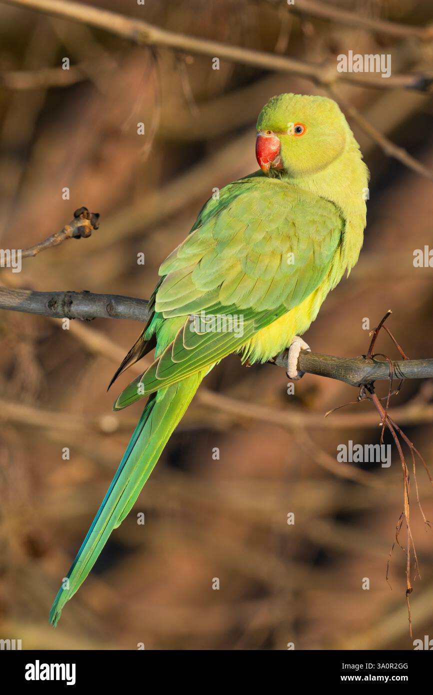 Female Ring-necked Parakeet, Psittacula Kramer, London, United Kingdom ...