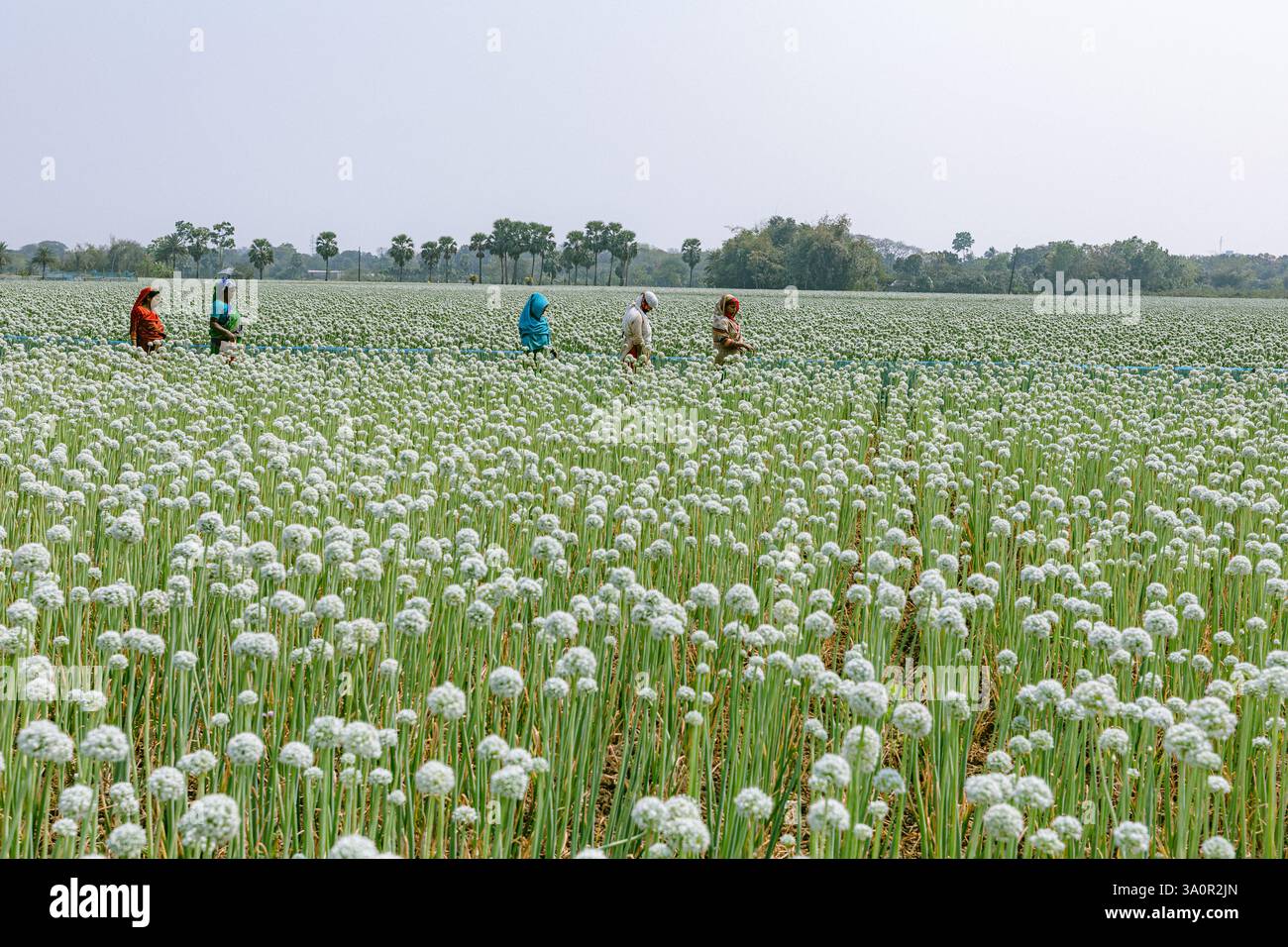 Farmers fetch profit from seed onion farming in Bangladesh Stock Photo ...