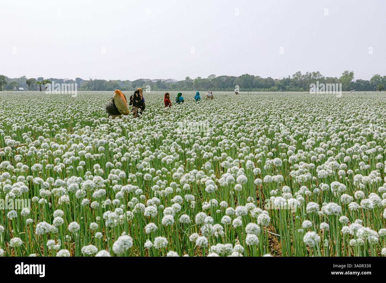 Farmers fetch profit from seed onion farming in Bangladesh Stock Photo ...