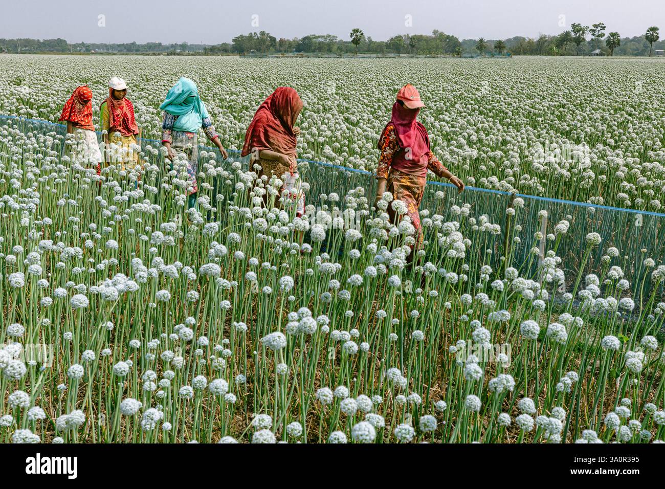Farmers fetch profit from seed onion farming in Bangladesh Stock Photo ...