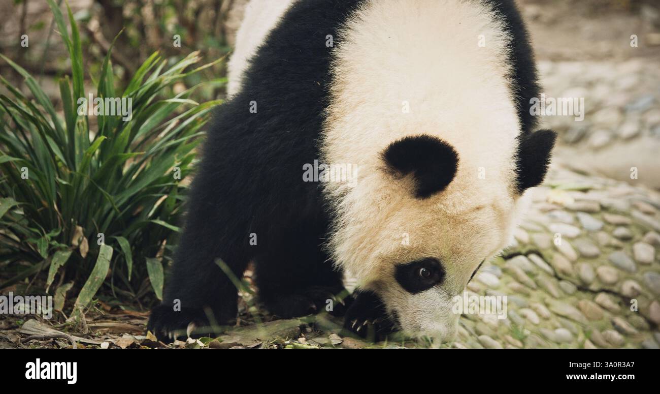 Giant Pandas Play. Bear Or Simply, Is Bear Species Endemic To China ...