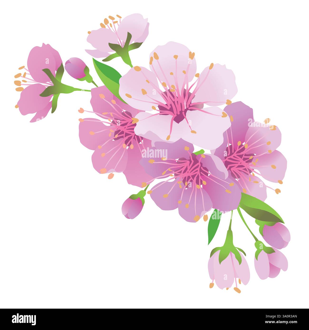 Realistic Japanese cherry sakura branch with pink flowers. Vector ...