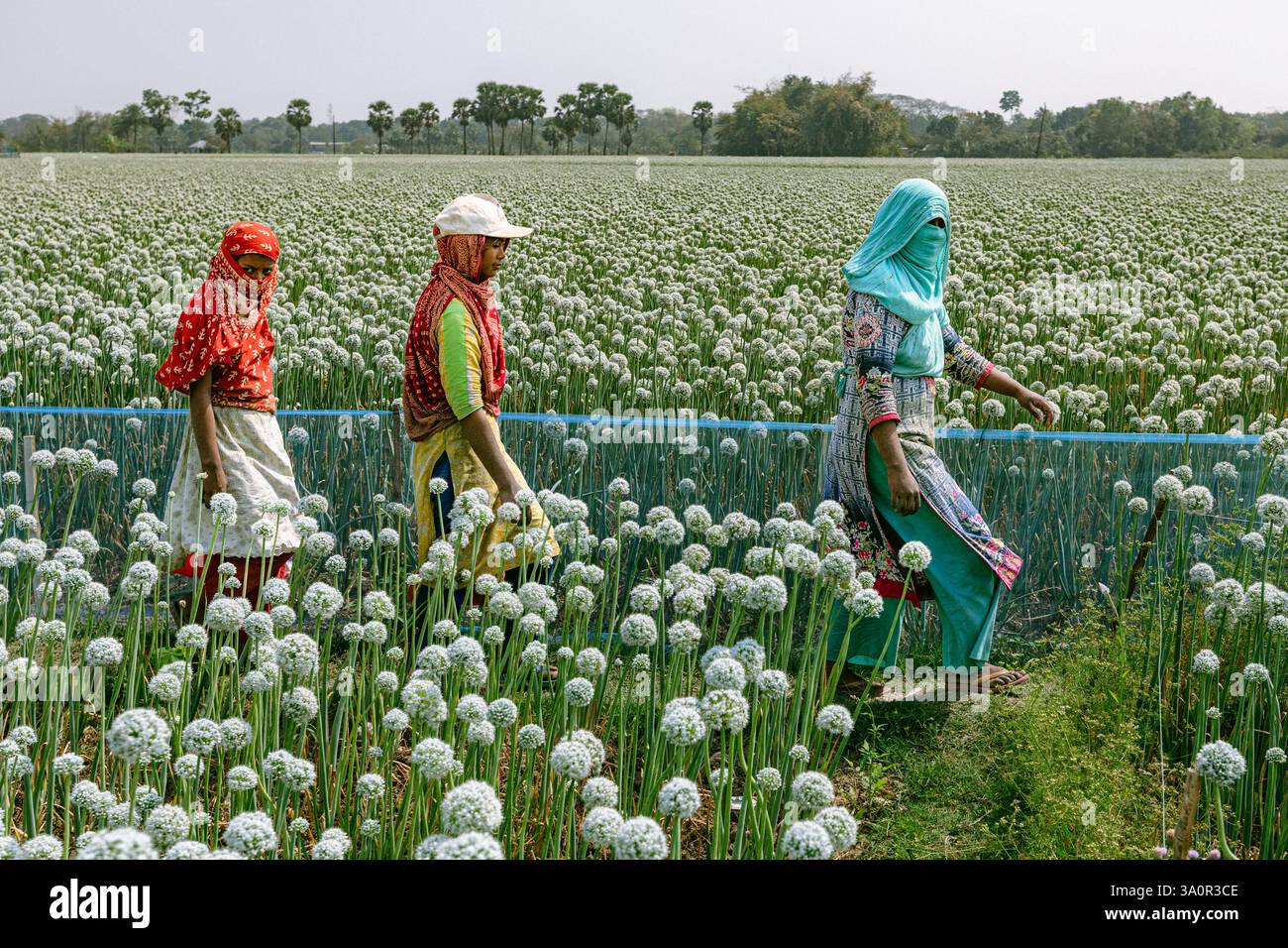 Farmers fetch profit from seed onion farming in Bangladesh Stock Photo ...