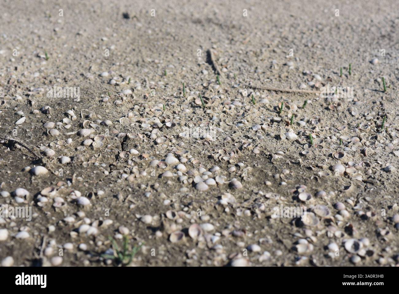 dry sea bed Stock Photo - Alamy