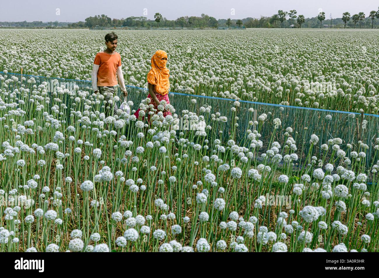 Farmers fetch profit from seed onion farming in Bangladesh Stock Photo ...