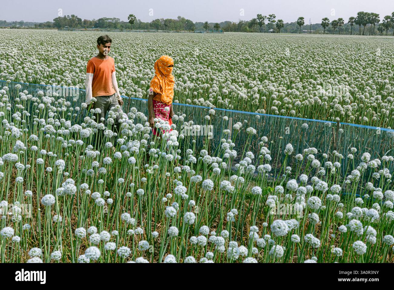 Farmers fetch profit from seed onion farming in Bangladesh Stock Photo ...