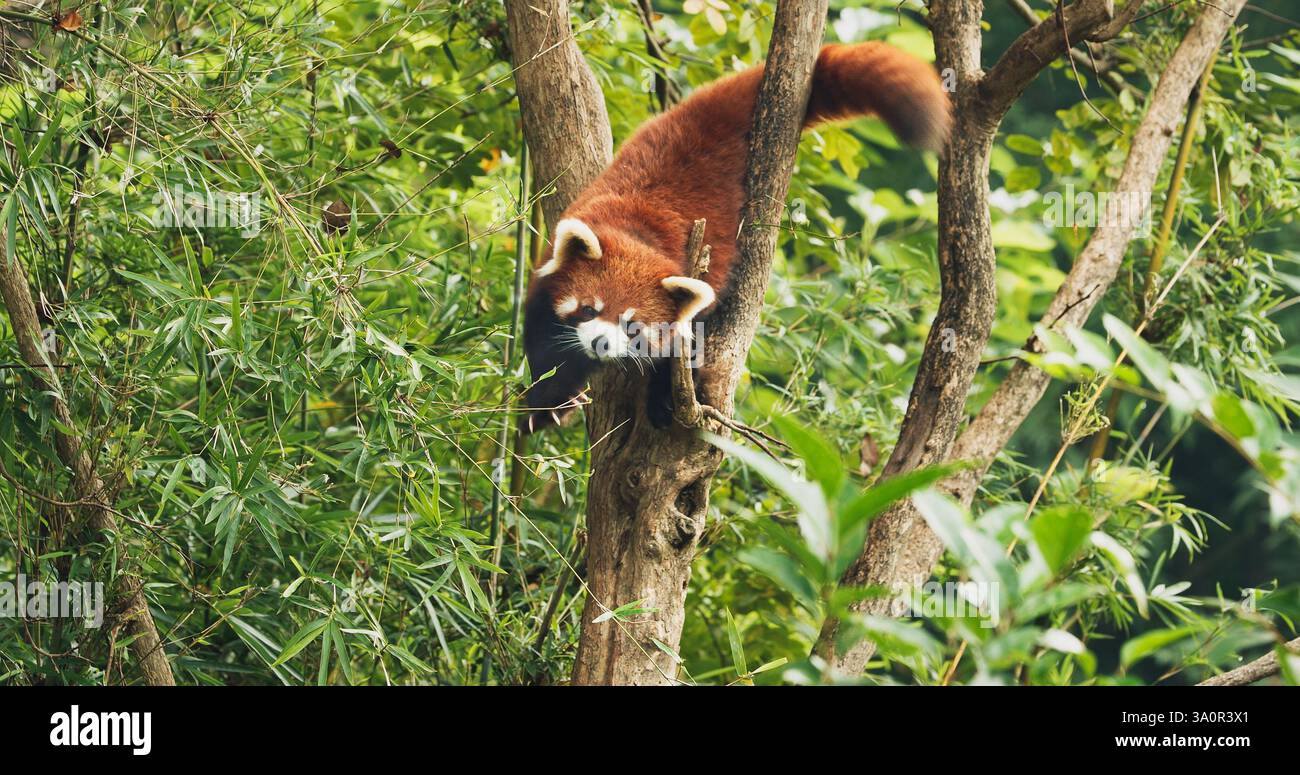 Red Panda Panda Climbs Tree In Search Of Tasty Leaves To Eat. Ailurus ...