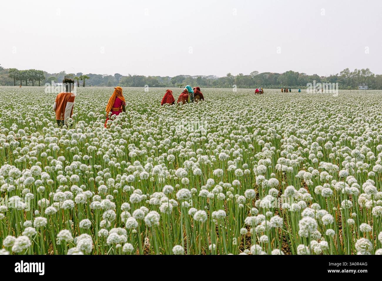 Farmers fetch profit from seed onion farming in Bangladesh Stock Photo ...