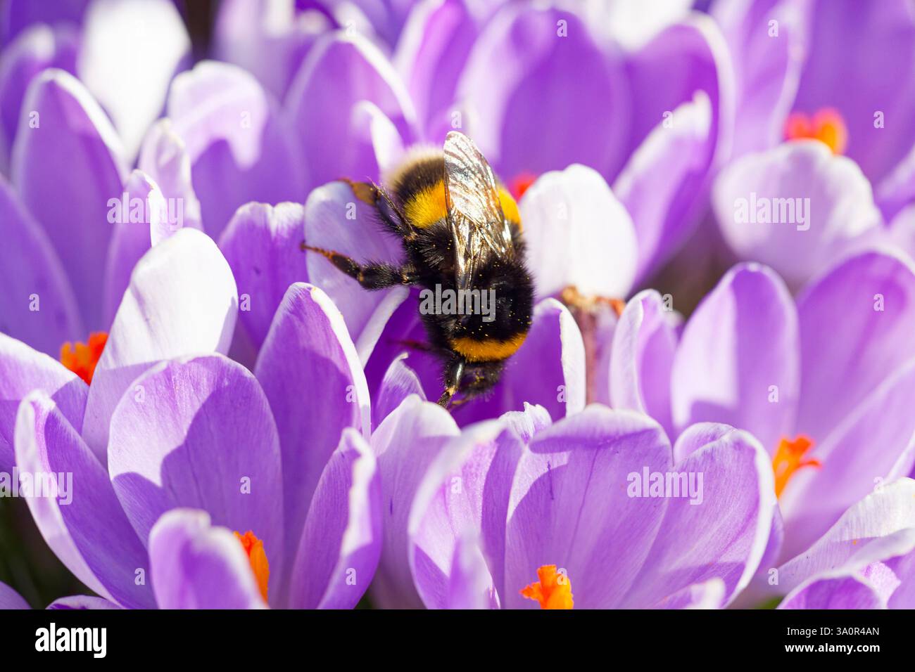 Bumblebee (bumble bee) climbing into crocus for pollination Stock Photo ...