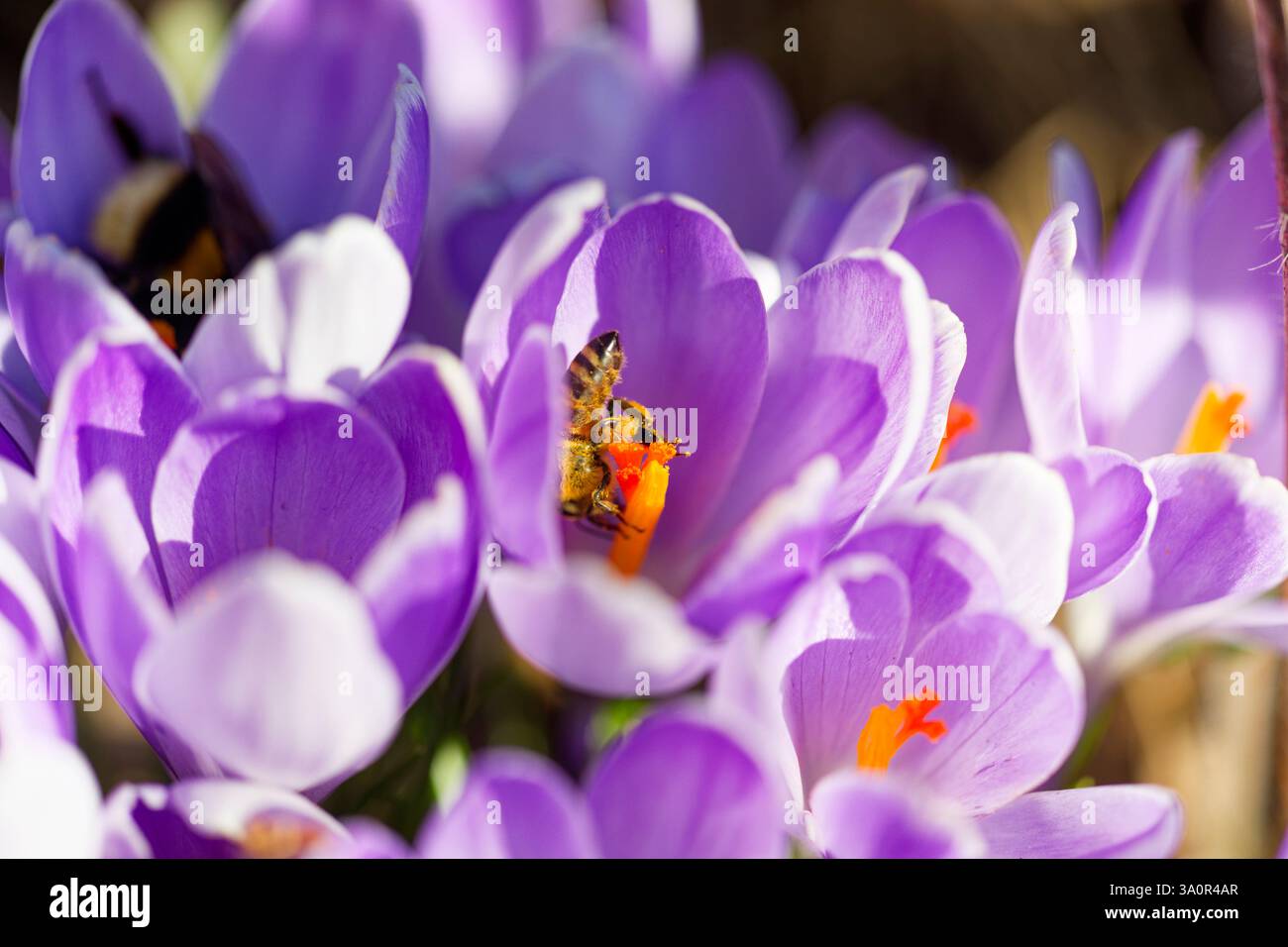 Bee (honey bee) climbing into a crocus for pollination Stock Photo - Alamy